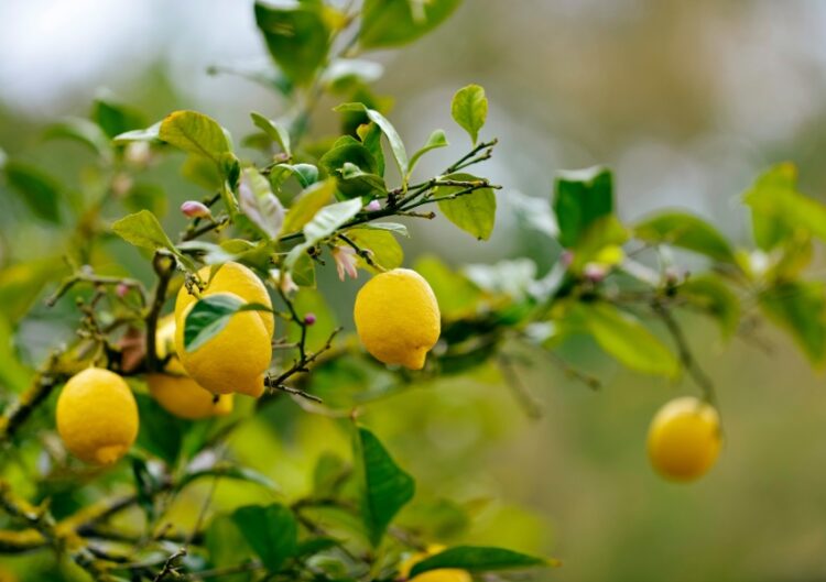 El Maravilloso Agrio Limón y sus Usos - Proartal Food